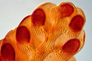 What is a liverwort? • New Zealand Plant Conservation Network