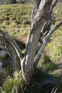 Mammalian pests • New Zealand Plant Conservation Network