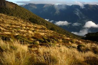 Alpine ecosystems • New Zealand Plant Conservation Network
