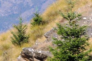 Wilding conifer work plan announced • New Zealand Plant Conservation ...