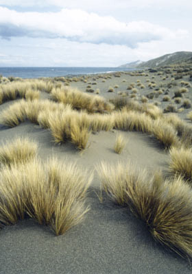 New Name For Sand Tussock • New Zealand Plant Conservation Network