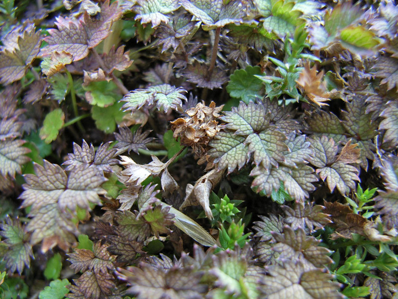 Acaena rorida • New Zealand Plant Conservation Network