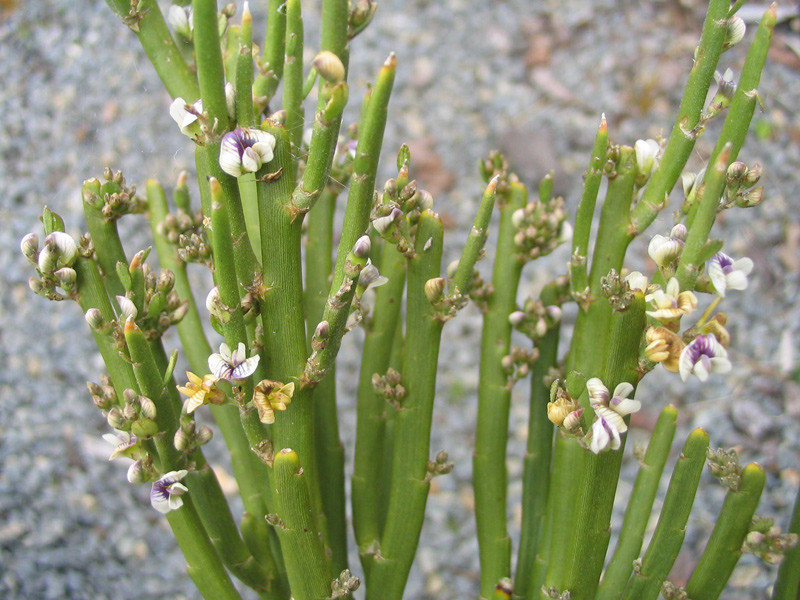 Carmichaelia hollowayi • New Zealand Plant Conservation Network