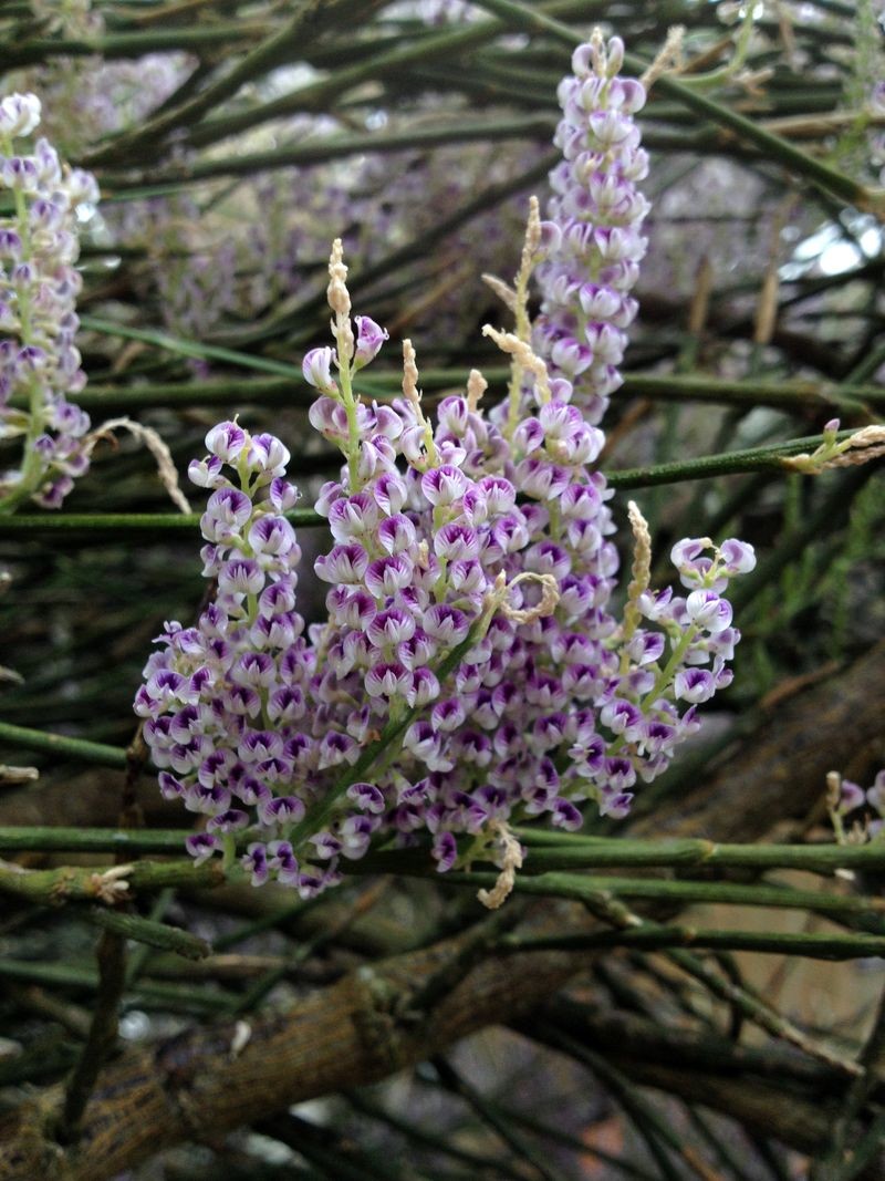 Carmichaelia muritai • New Zealand Plant Conservation Network