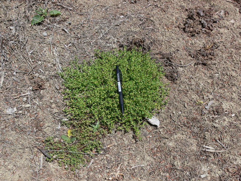 Centipeda minima subsp. minima • New Zealand Plant Conservation Network