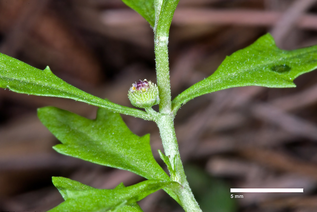 Centipeda minima subsp. minima • New Zealand Plant Conservation Network