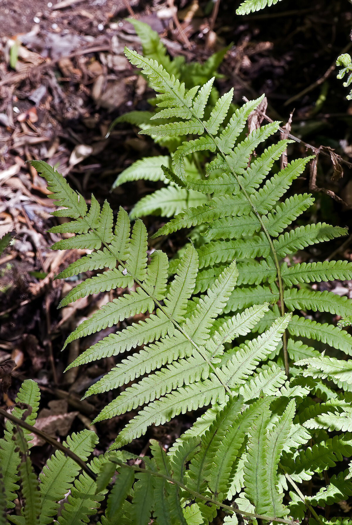 Christella dentata • New Zealand Plant Conservation Network