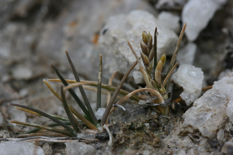 Puccinellia raroflorens • New Zealand Plant Conservation Network