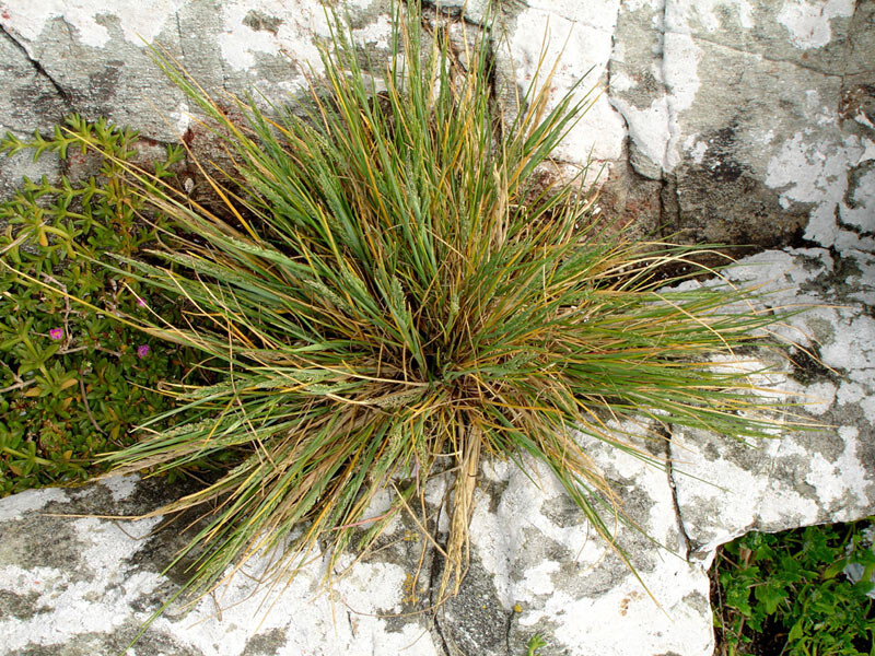 Puccinellia chathamica • New Zealand Plant Conservation Network