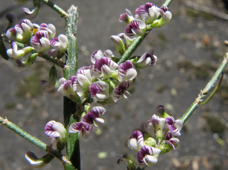 Carmichaelia curta • New Zealand Plant Conservation Network
