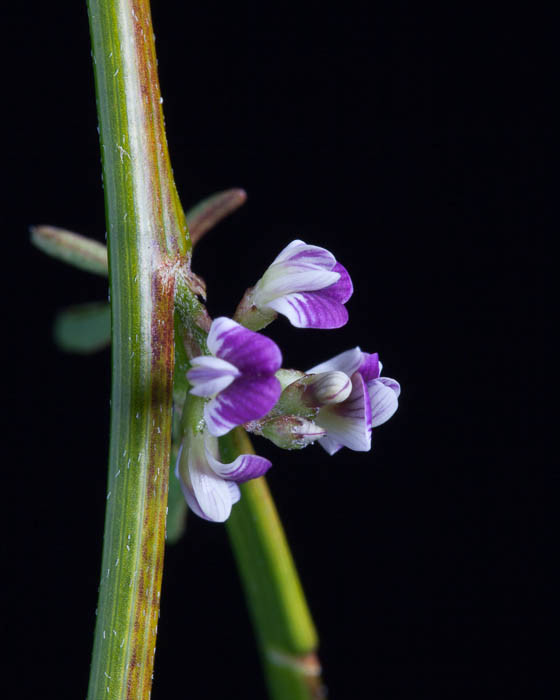 Carmichaelia juncea • New Zealand Plant Conservation Network