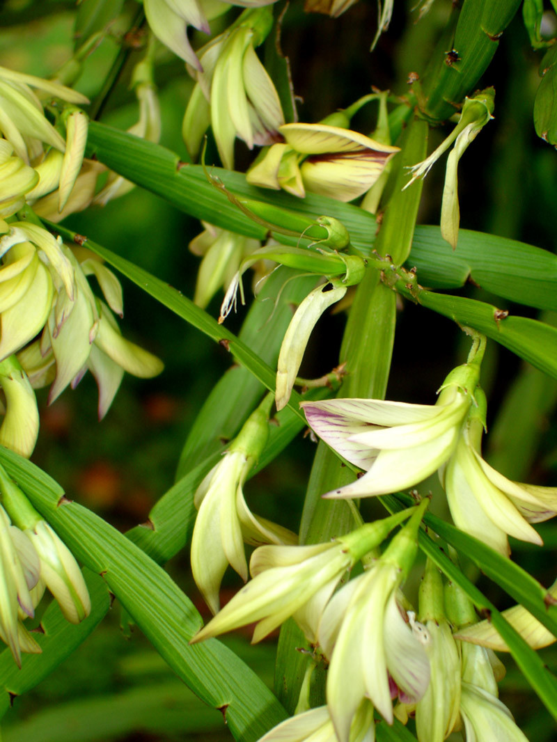 Carmichaelia williamsii • New Zealand Plant Conservation Network