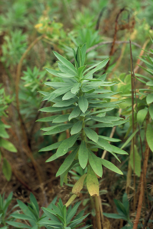 Euphorbia glauca • New Zealand Plant Conservation Network