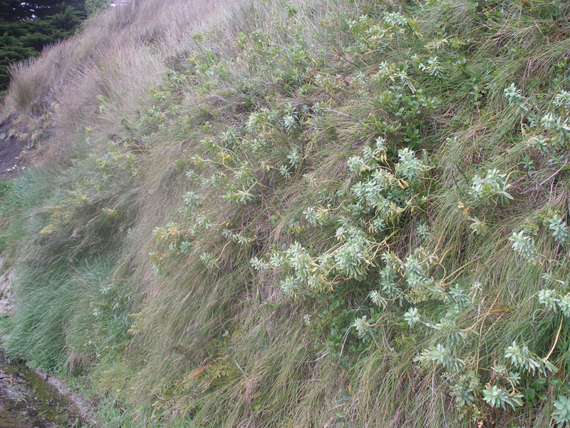 Euphorbia glauca • New Zealand Plant Conservation Network