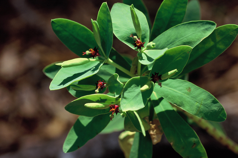 Euphorbia glauca • New Zealand Plant Conservation Network