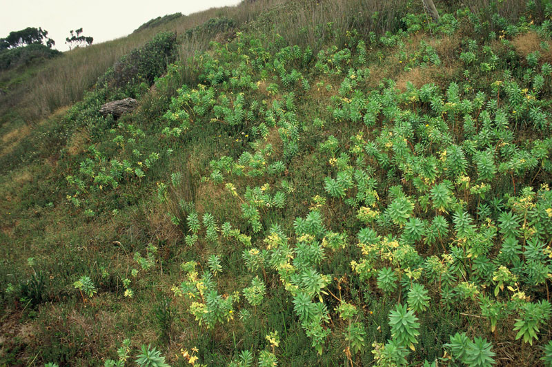 Euphorbia glauca • New Zealand Plant Conservation Network