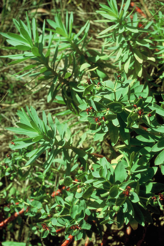Euphorbia glauca • New Zealand Plant Conservation Network