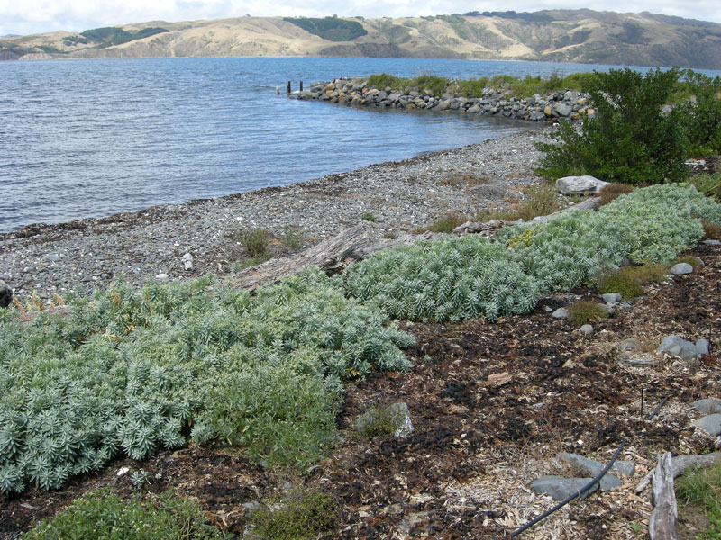 Euphorbia glauca • New Zealand Plant Conservation Network