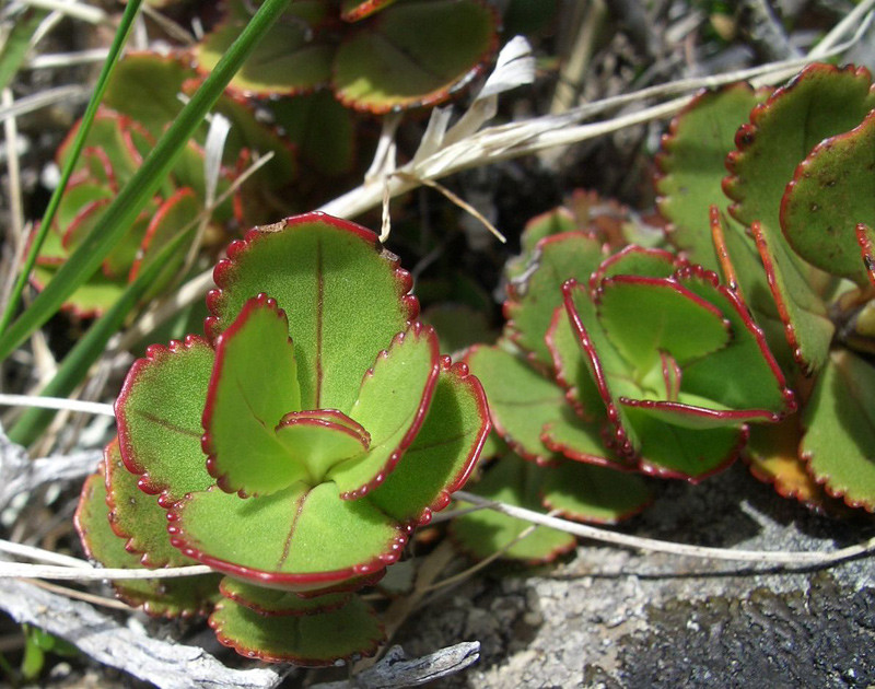Veronica lavaudiana • New Zealand Plant Conservation Network