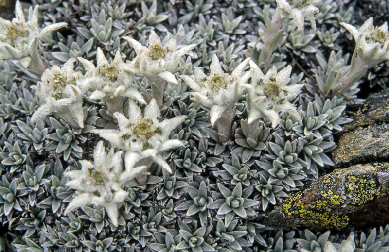 Leucogenes tarahaoa • New Zealand Plant Conservation Network