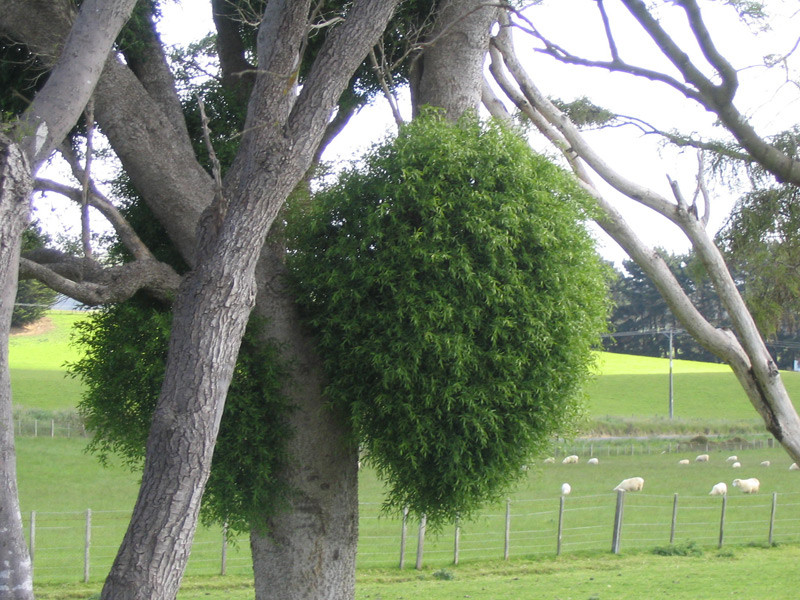 Tupeia antarctica • New Zealand Plant Conservation Network