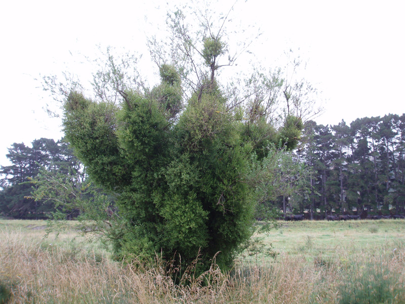 Tupeia antarctica • New Zealand Plant Conservation Network