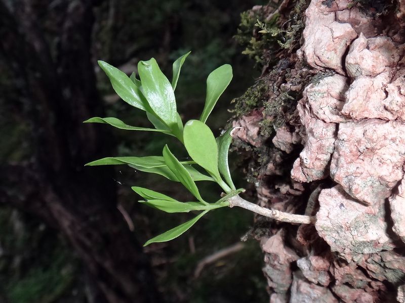 Tupeia antarctica • New Zealand Plant Conservation Network