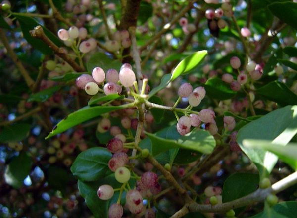 Tupeia antarctica • New Zealand Plant Conservation Network