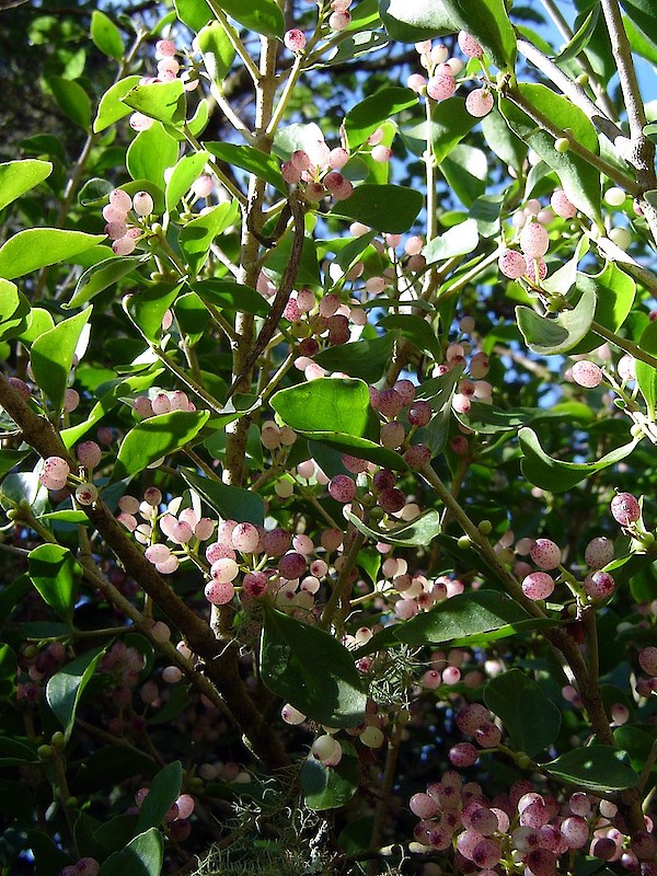 Tupeia antarctica • New Zealand Plant Conservation Network