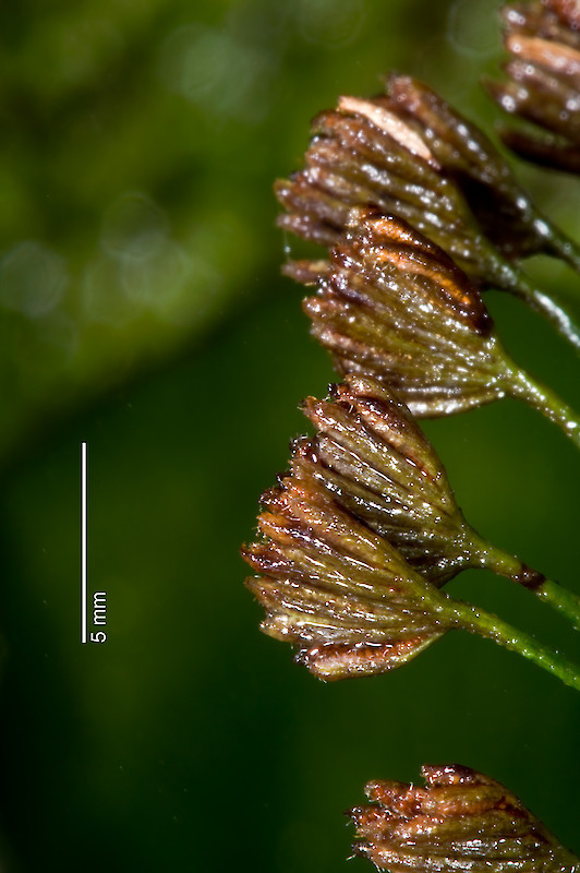 Schizaea dichotoma • New Zealand Plant Conservation Network