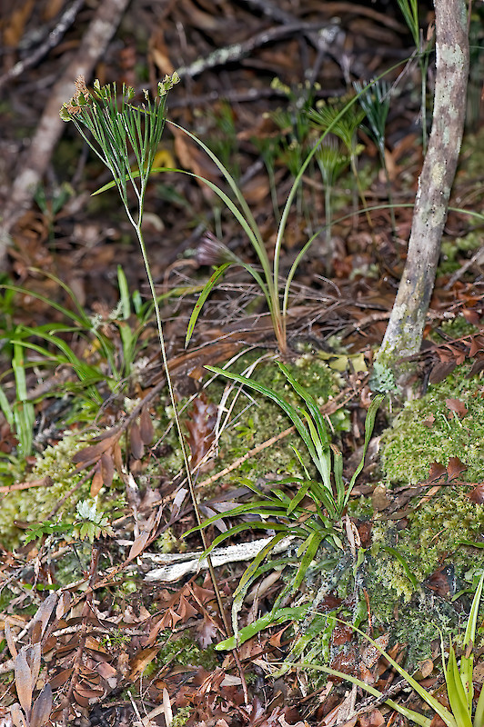 Schizaea dichotoma • New Zealand Plant Conservation Network
