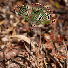 Schizaea dichotoma • New Zealand Plant Conservation Network