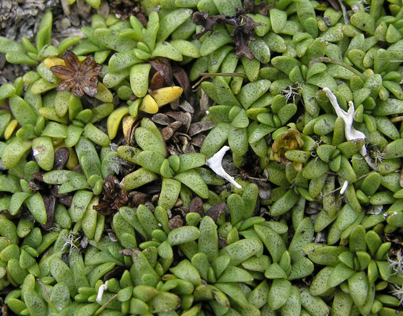 Abrotanella patearoa • New Zealand Plant Conservation Network