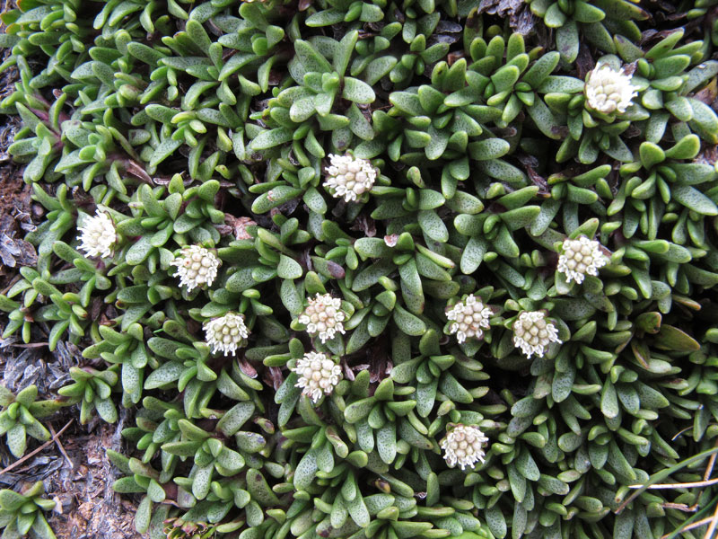 Abrotanella patearoa • New Zealand Plant Conservation Network