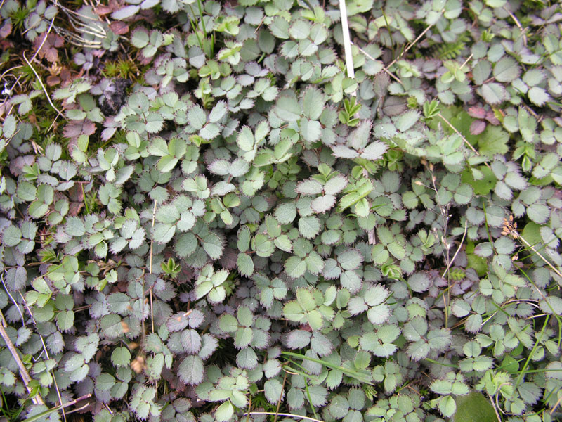 Acaena tesca • New Zealand Plant Conservation Network