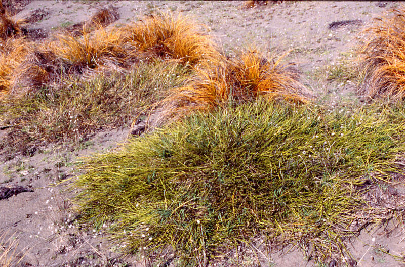 Carmichaelia appressa • New Zealand Plant Conservation Network