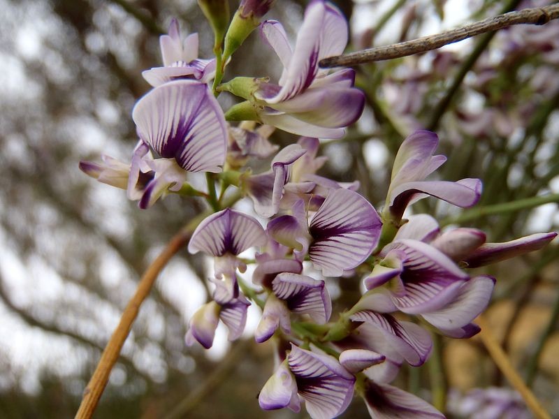 Carmichaelia torulosa • New Zealand Plant Conservation Network