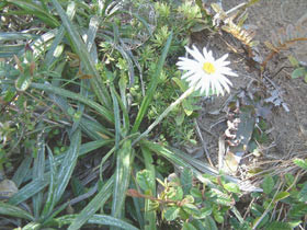Celmisia graminifolia • New Zealand Plant Conservation Network