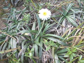 Celmisia graminifolia • New Zealand Plant Conservation Network