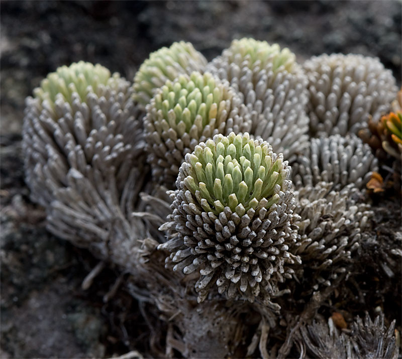 Celmisia clavata • New Zealand Plant Conservation Network