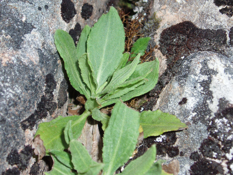 Celmisia cockayneana • New Zealand Plant Conservation Network