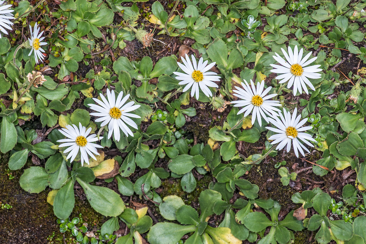 Celmisia glandulosa var. latifolia • New Zealand Plant Conservation Network