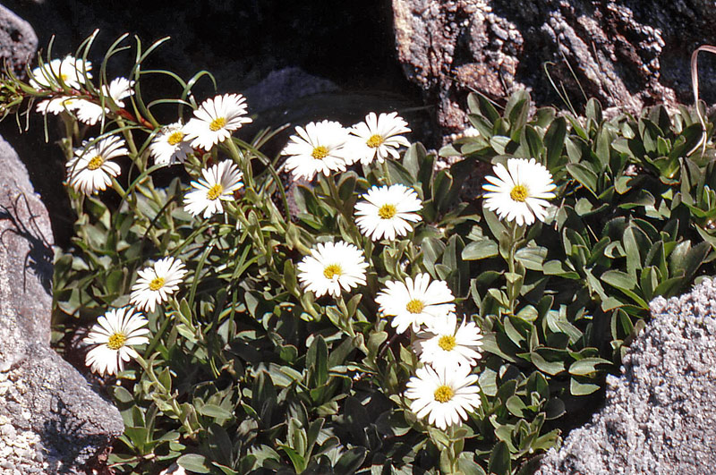 Celmisia inaccessa • New Zealand Plant Conservation Network