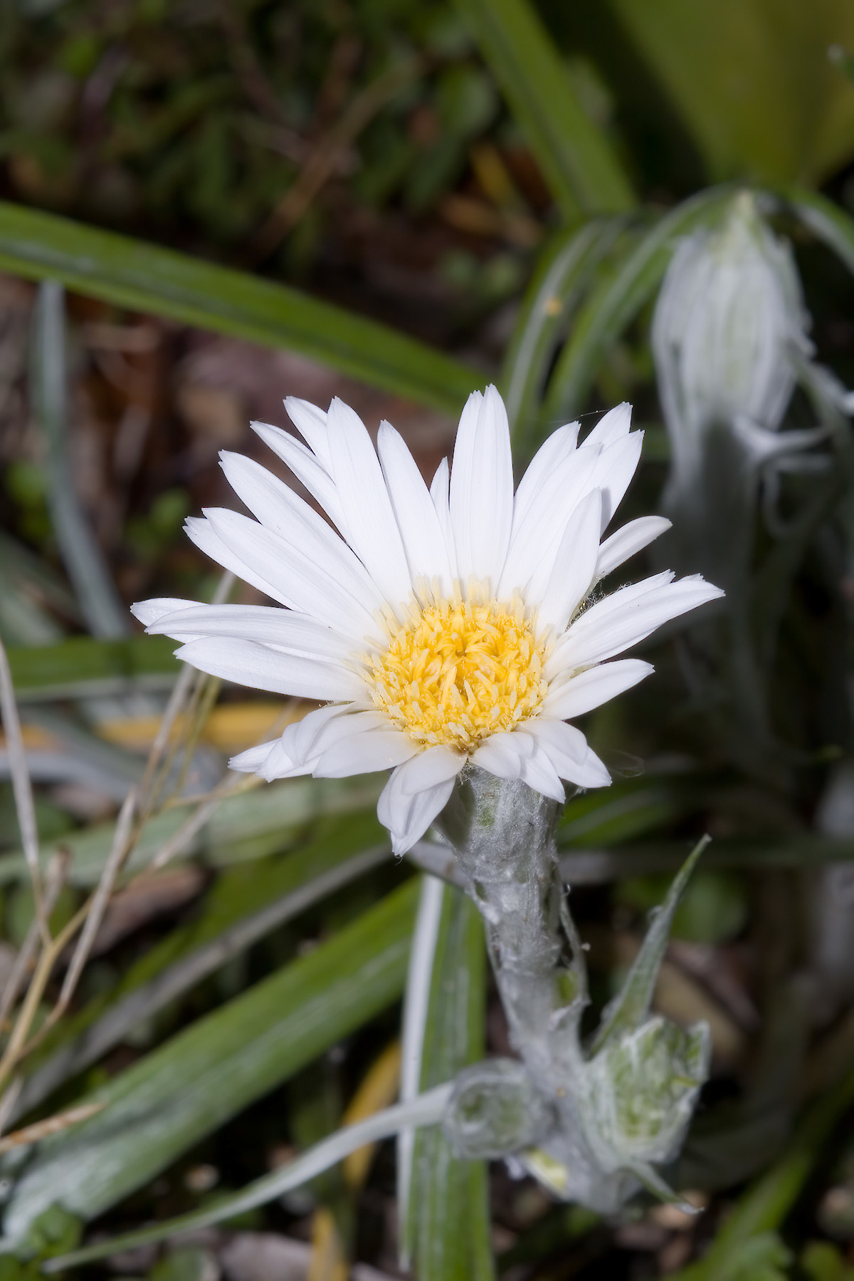 Celmisia major var. brevis • New Zealand Plant Conservation Network