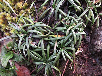 Celmisia major var. brevis • New Zealand Plant Conservation Network