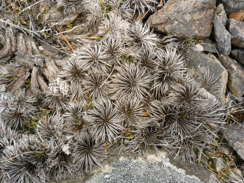 Celmisia spedenii • New Zealand Plant Conservation Network
