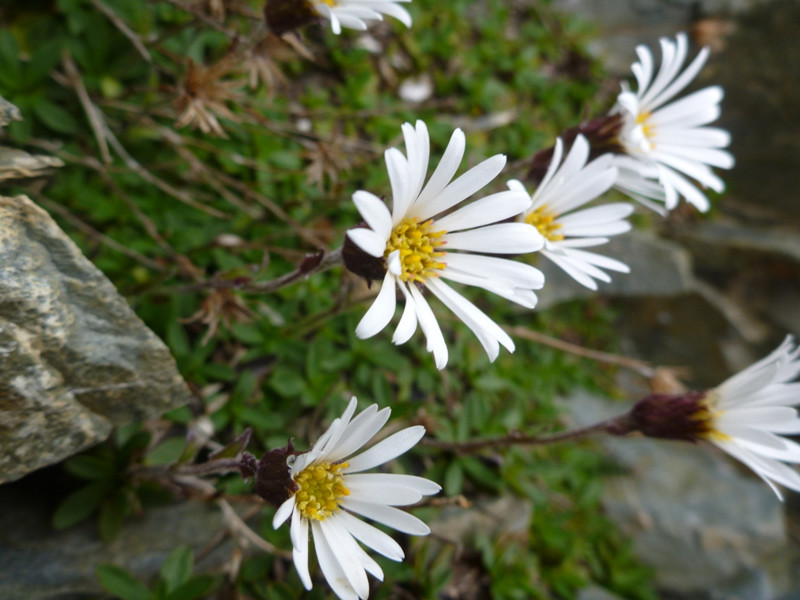 Celmisia thomsonii • New Zealand Plant Conservation Network