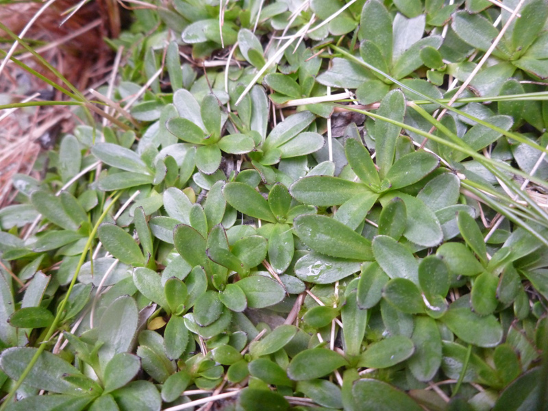Celmisia thomsonii • New Zealand Plant Conservation Network