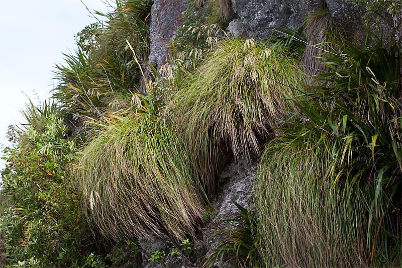 Chionochloa flavicans f. temata • New Zealand Plant Conservation Network