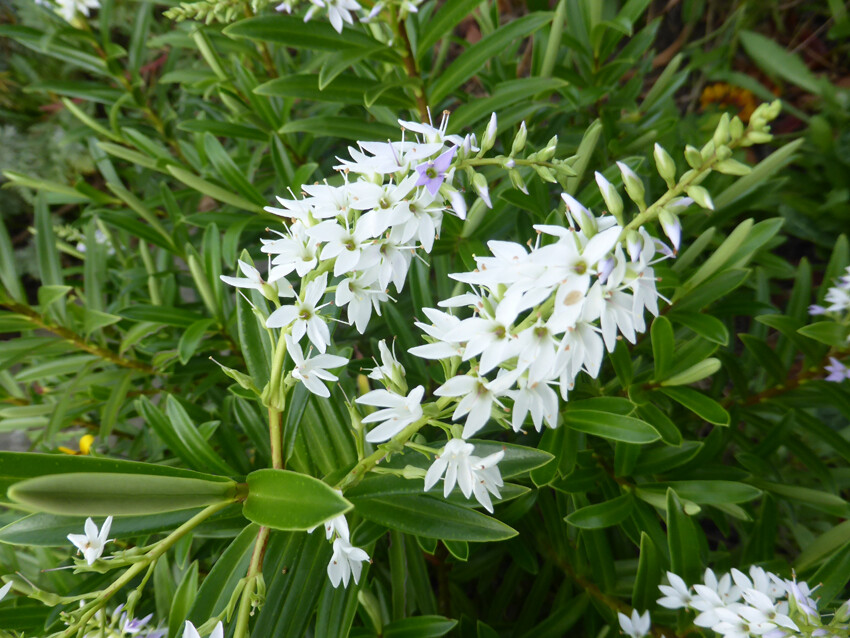 Veronica townsonii • New Zealand Plant Conservation Network